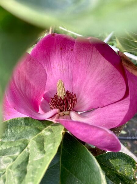 Magnolie 'Cleopatra' / Magnolia 'Cleopatra' ® kaufen