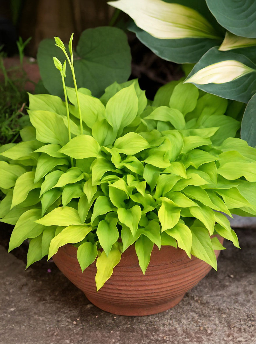 Herzblattlilie 'Hydon Sunset' / Hosta nakaiana 'Hydon Sunset' kaufen