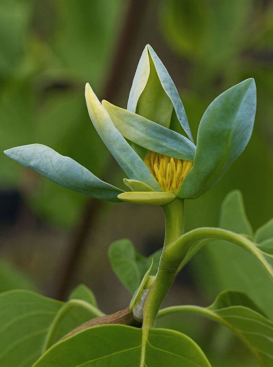 Magnolie 'Blue Opal' - Magnolia acuminata 'Blue Opal' - Baumschule ...