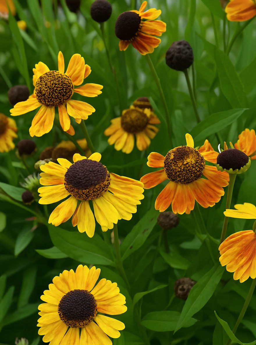 Sonnenbraut 'Wyndley' / Helenium cultorum 'Wyndley' kaufen