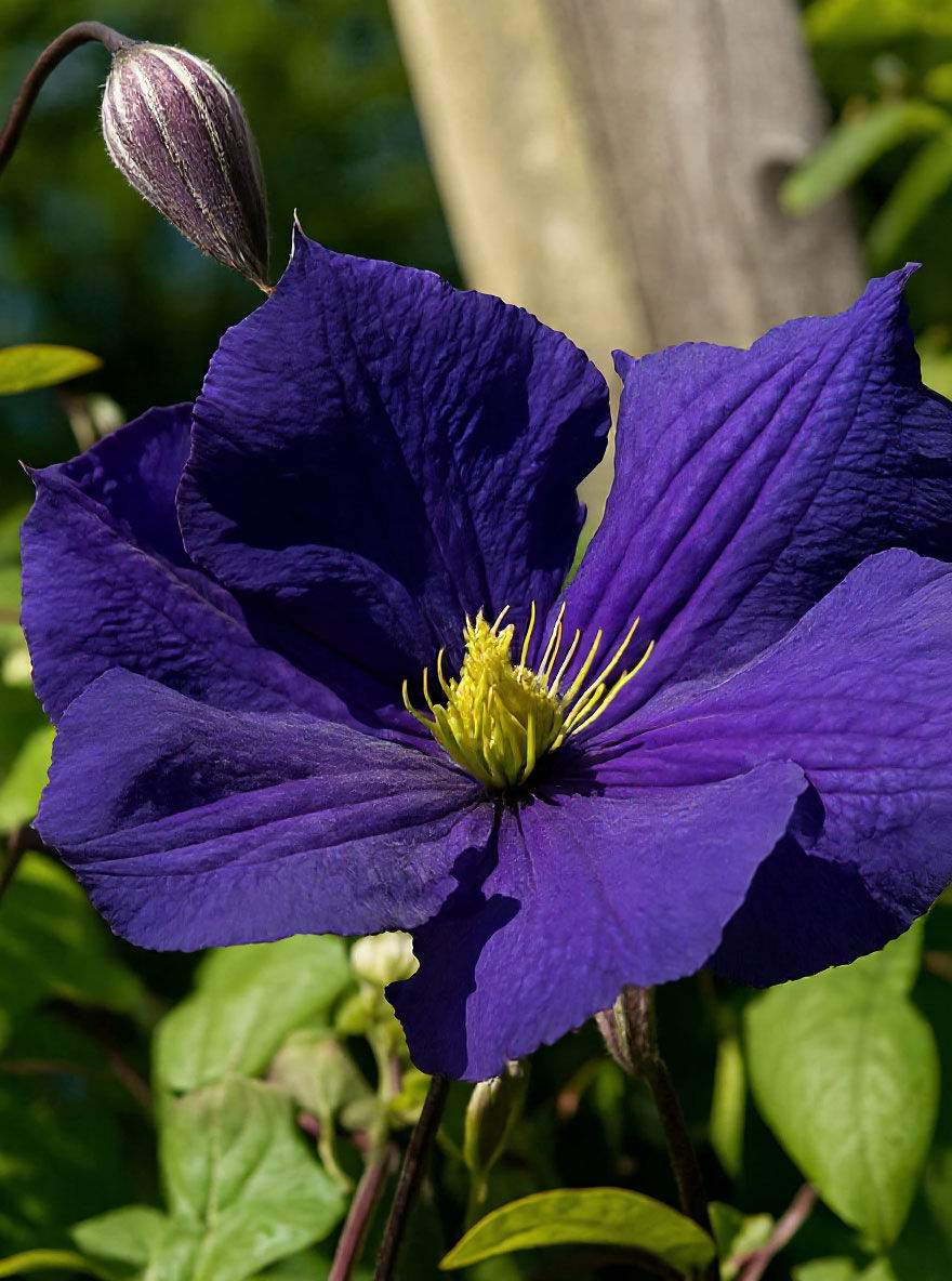 Waldrebe 'Jorma' / Clematis viticella 'Jorma' kaufen