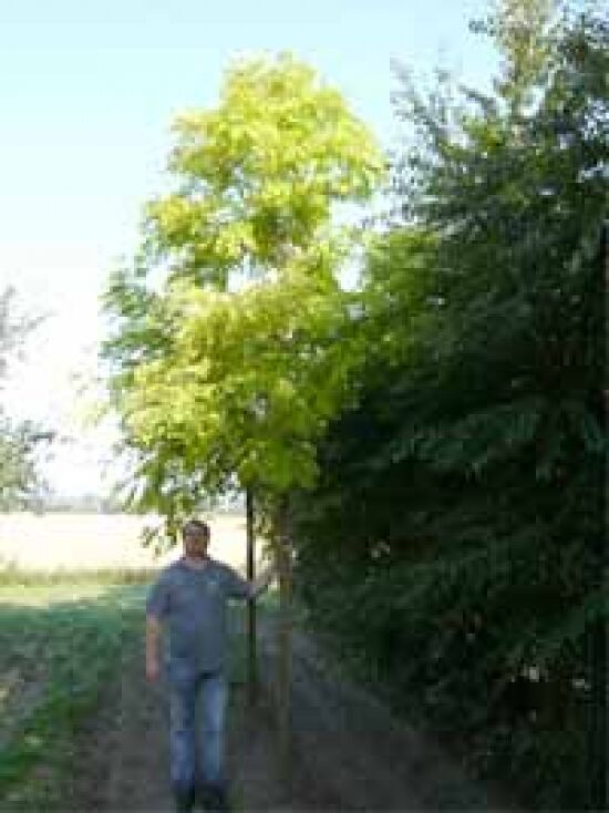 Gold-Gleditschie / Gleditsia triacanthos 'Sunburst' kaufen