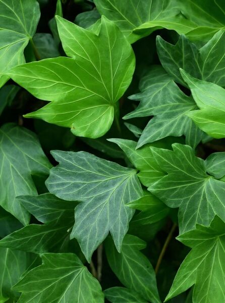 Efeu 'Green Ripple' / Hedera helix 'Green Ripple' kaufen