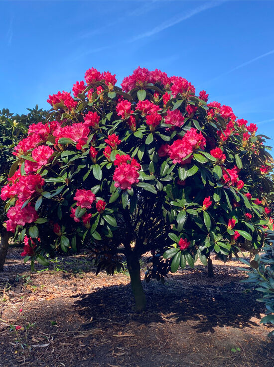 Rhododendron 'Morgenrot' (Nr. 1375) kaufen