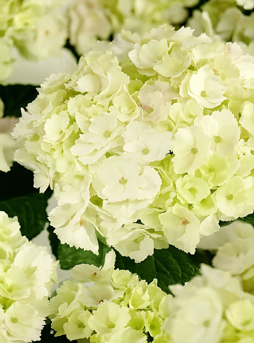 Bauern-Hortensie 'Hovaria Hopaline'®