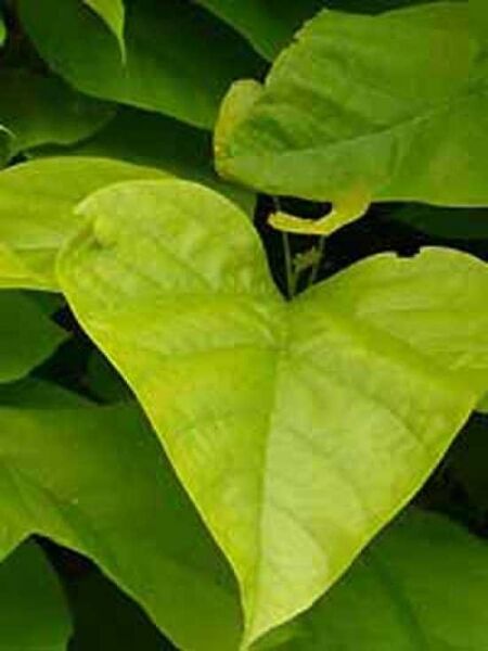 Gold-Trompetenbaum / Catalpa bignonioides 'Aurea' kaufen