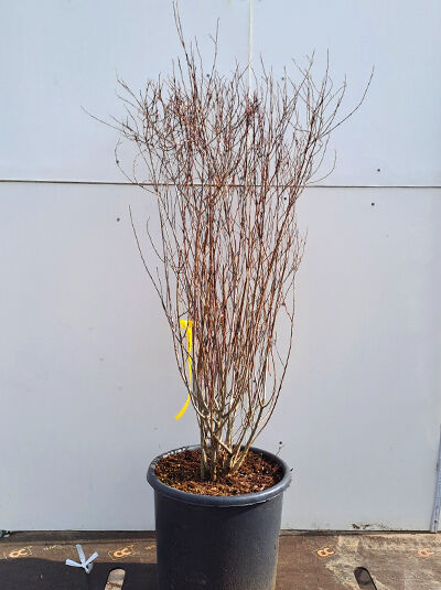 Purpur-Weide / Salix purpurea kaufen