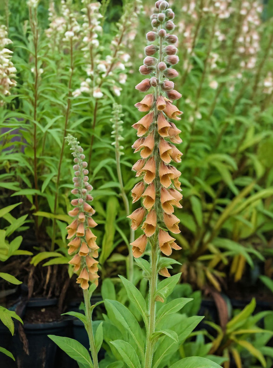 Fingerhut / Digitalis als Blütenstaude günstig kaufen