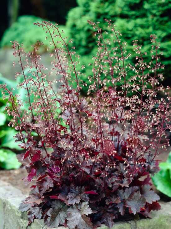 Purpurglöckchen 'Chocolate Ruffles