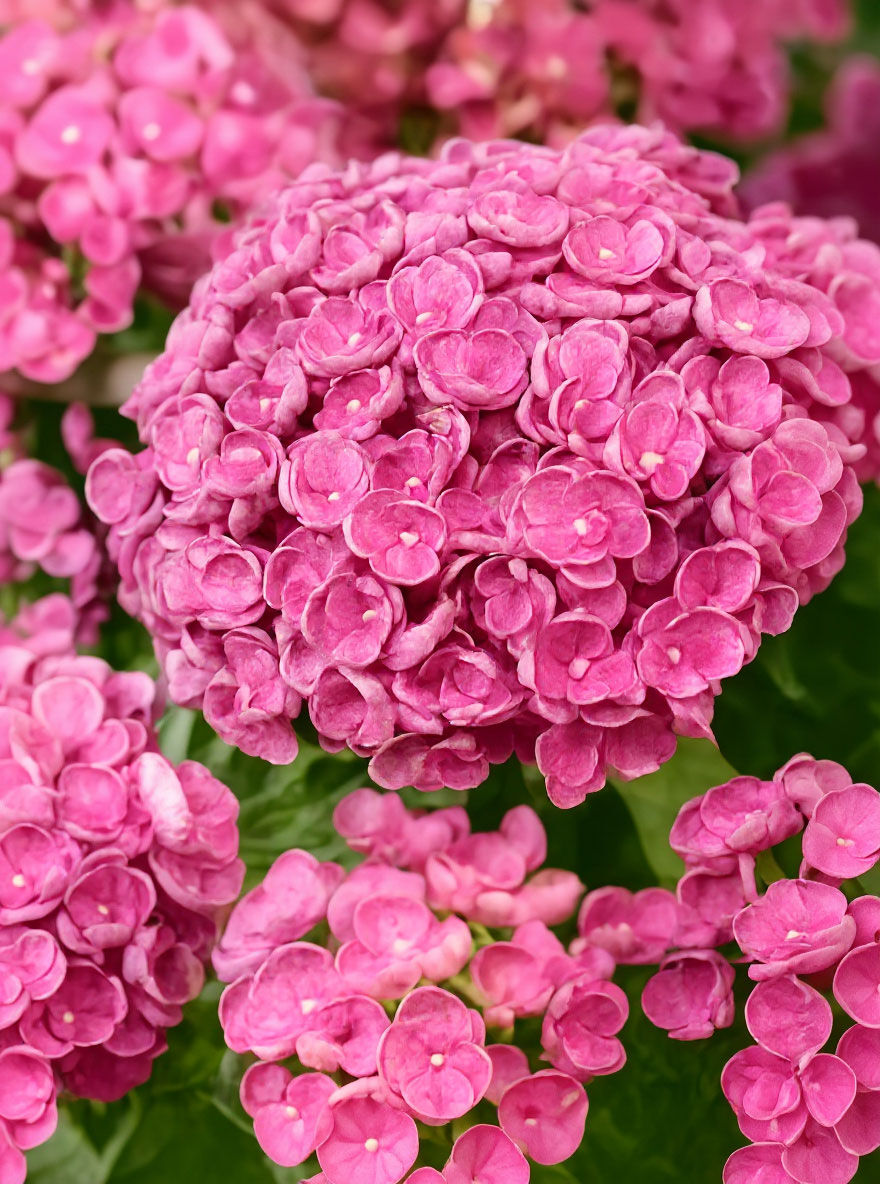 Bauern-Hortensie 'Hovaria Hopcorn'® Pink kaufen