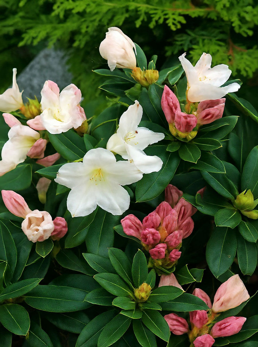 Rhododendron 'Golden Torch' kaufen
