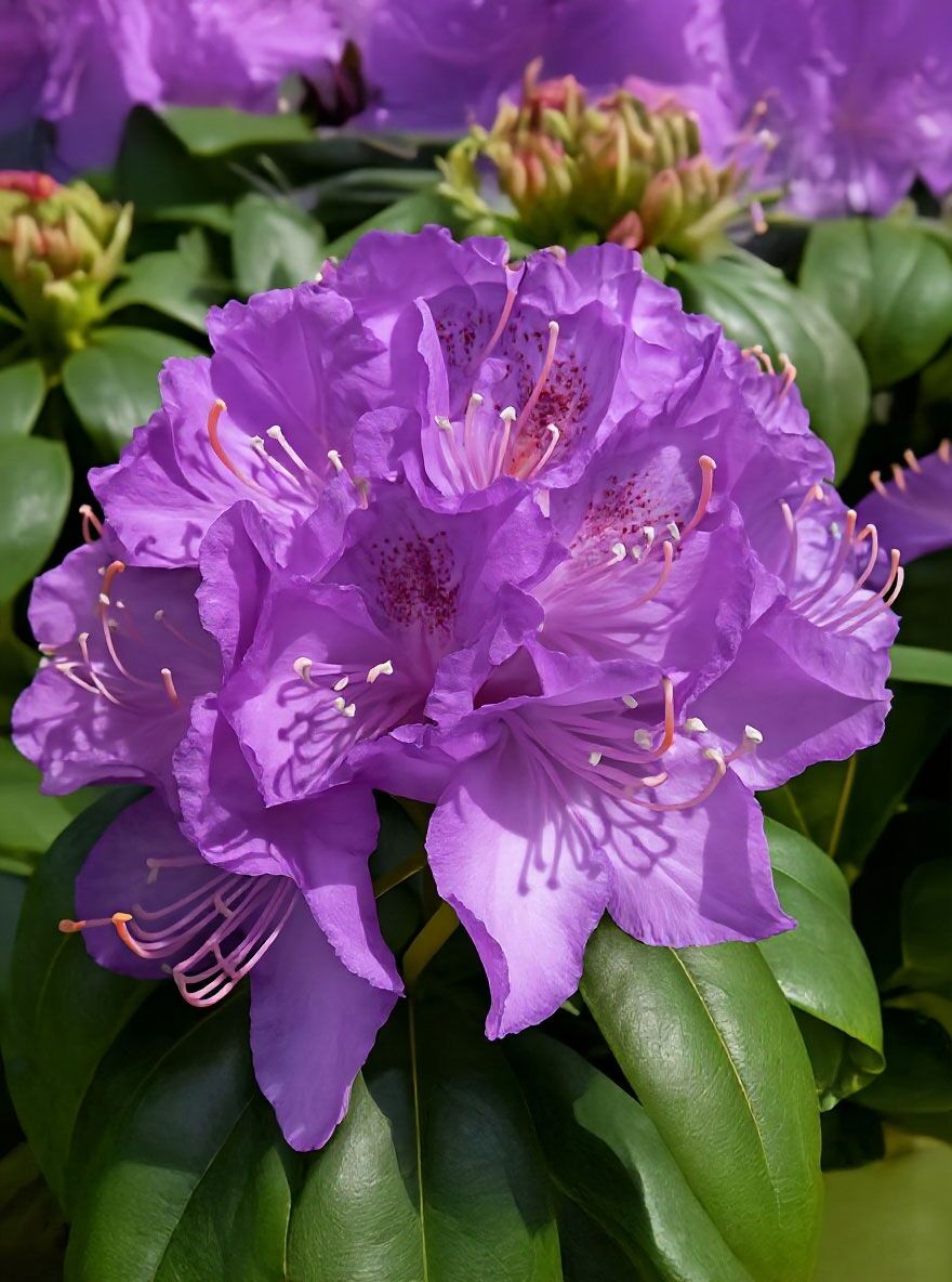 Rhododendron 'Purpureum Elegans'