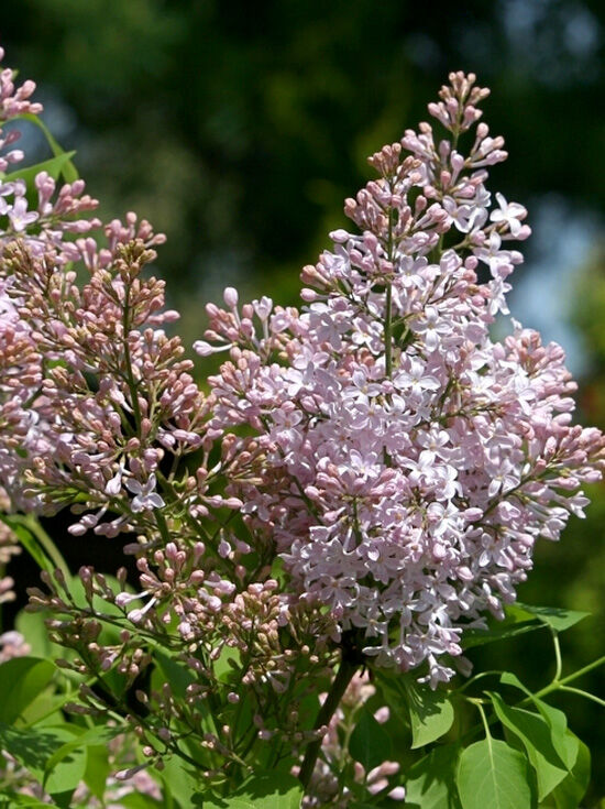 Edelflieder / Frühlings-Flieder 'California Rose' kaufen