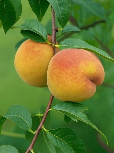 Pfirsich 'Amsden' / Prunus persica 'Amsden' kaufen