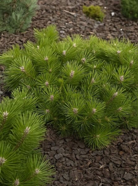 Japanische Zwerg-Schwarzkiefer 'Banshosho' kaufen