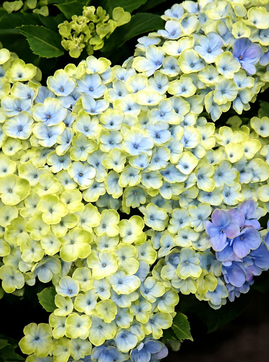 Rispen-Hortensie 'Magical Candle'®