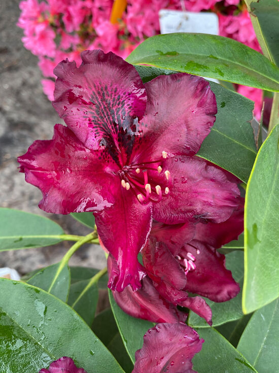Rhododendron 'Black Widow' / Rhododendron Hybride 'Black Widow' kaufen