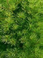 Weymouths-Kiefer 'Minima' / Pinus strobus 'Minima' günstig kaufen