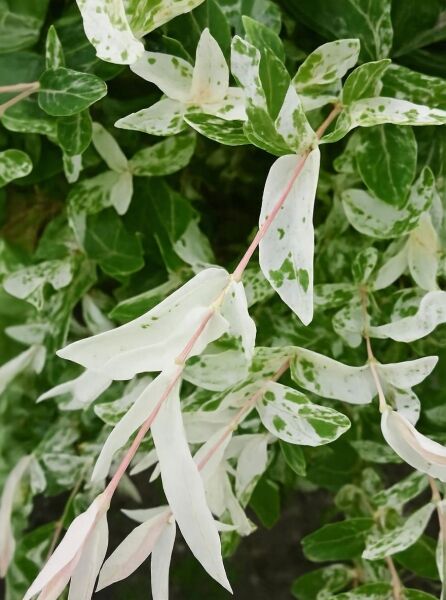 Harlekinweide / Salix integra 'Hakuro-nishiki' kaufen