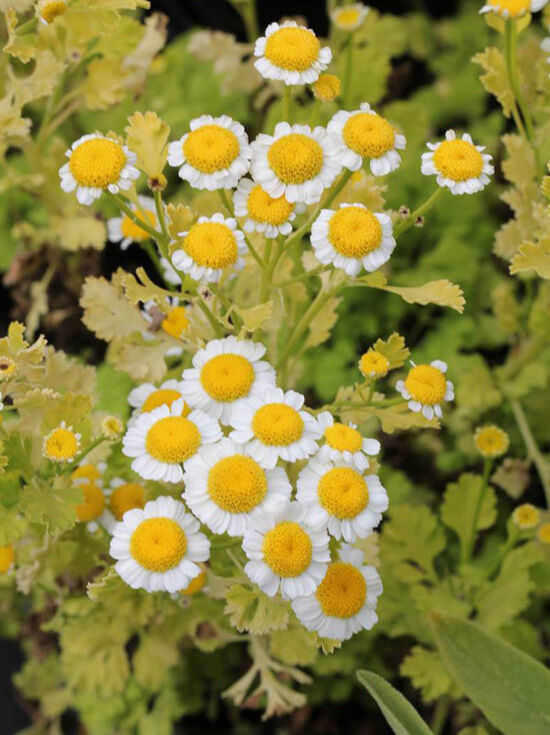 Mutterkraut 'Golden Moss' / Tanacetum parthenium 'Golden Moss' kaufen