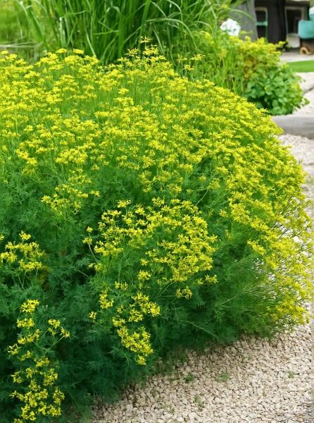 Weinraute / Ruta graveolens kaufen