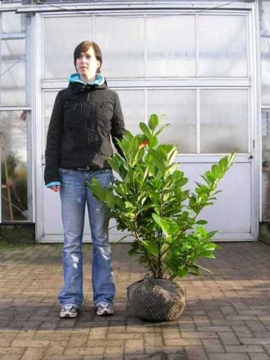 Kirschlorbeer 'Rotundifolia' / großblättriger Kirschlorbeer - Prunus ...