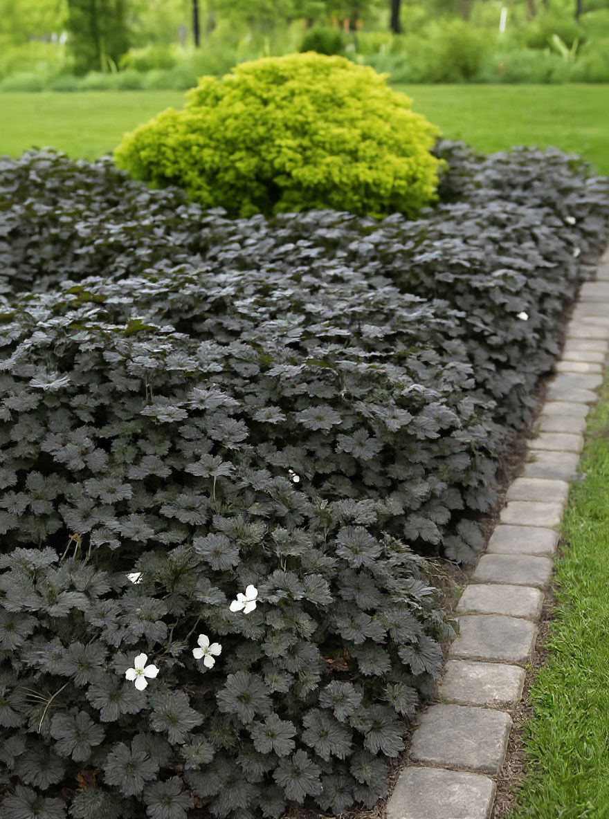 Storchschnabel 'Sanne' / Geranium sessiliflorum 'Sanne' kaufen