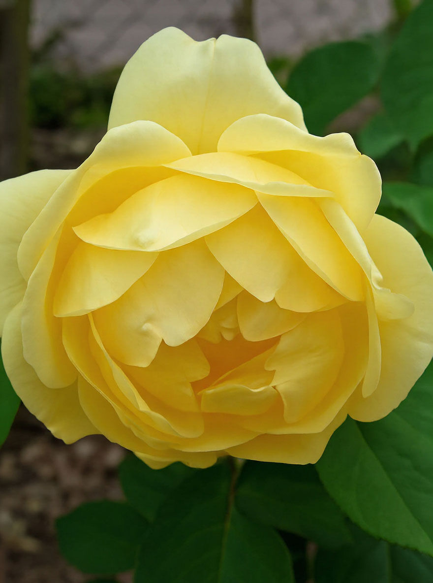 Englische Rose 'Graham Thomas' / Rosa 'Graham Thomas ®' kaufen