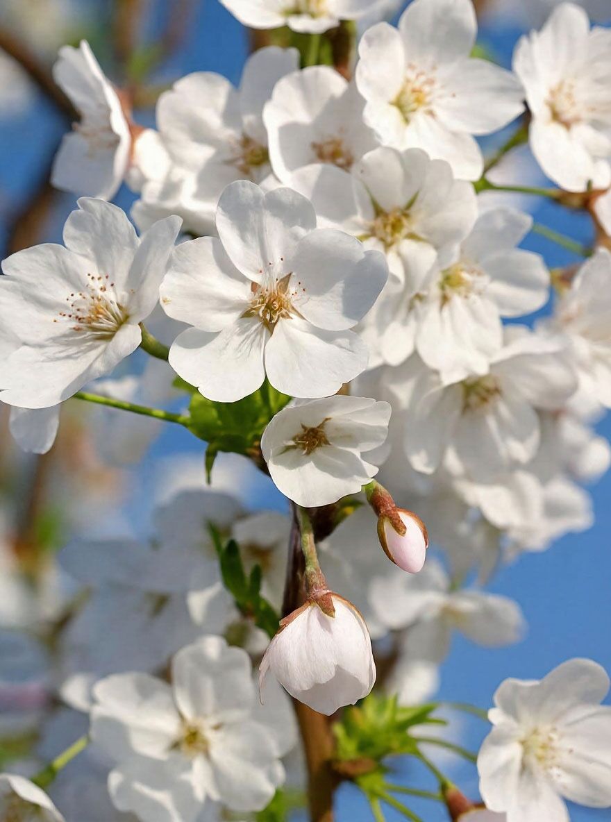 Tokio-Kirsche / Prunus yedoensis kaufen