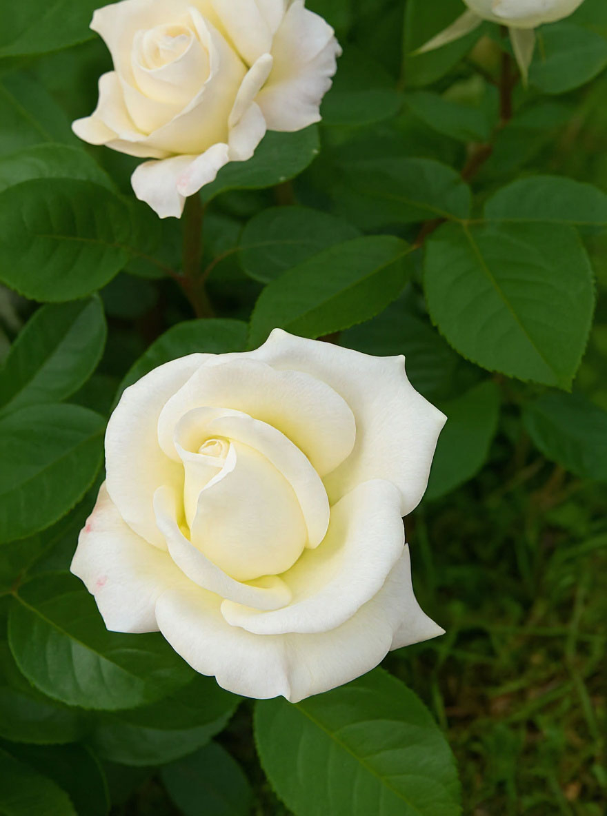 Edelrose 'True Love' / Rosa 'True Love' kaufen