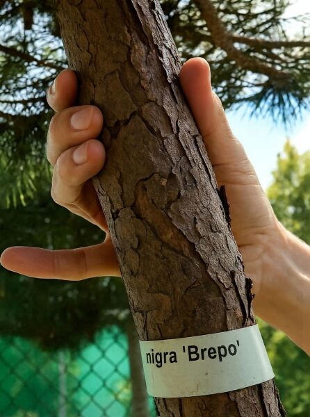 Kugel-Schwarzkiefer 'Brepo' / Pinus nigra 'Brepo' kaufen