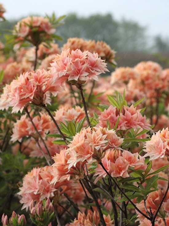 Laubabwerfende Azalee 'Freya' / Azalea rustica 'Freya' kaufen
