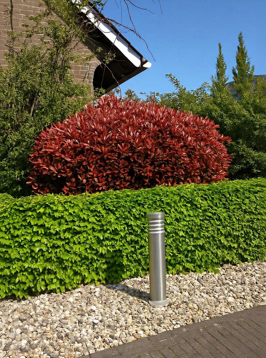 Glanzmispel 'Red Robin' / Photinia fraseri 'Red Robin' kaufen