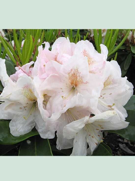 Rhododendron 'James Burchett' / Rhododendron discolor 'James Burchett'