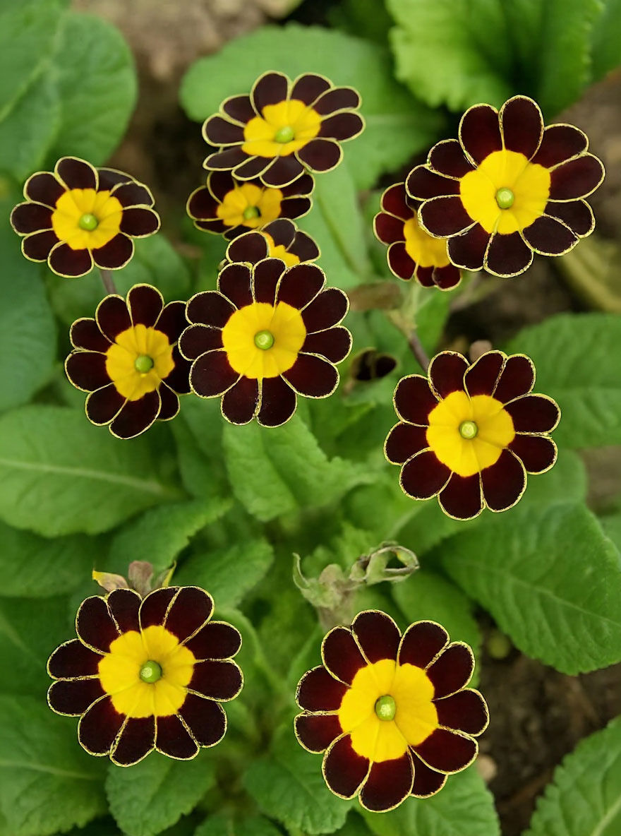 Schlüsselblume 'Gold Lace' / Primula 'Gold Lace' kaufen