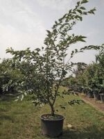 Tokio-Kirsche / Prunus yedoensis kaufen