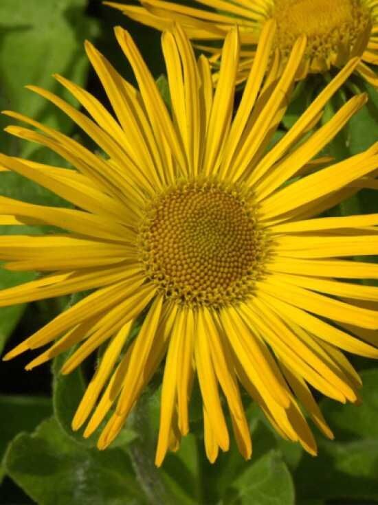 Orientalischer Alant / Inula orientalis kaufen