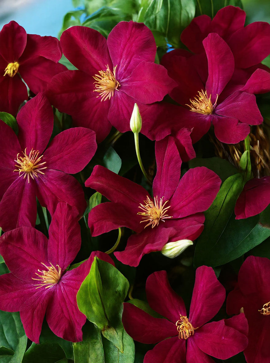 Waldrebe 'Voluceau' / Clematis Hybride 'Voluceau' kaufen