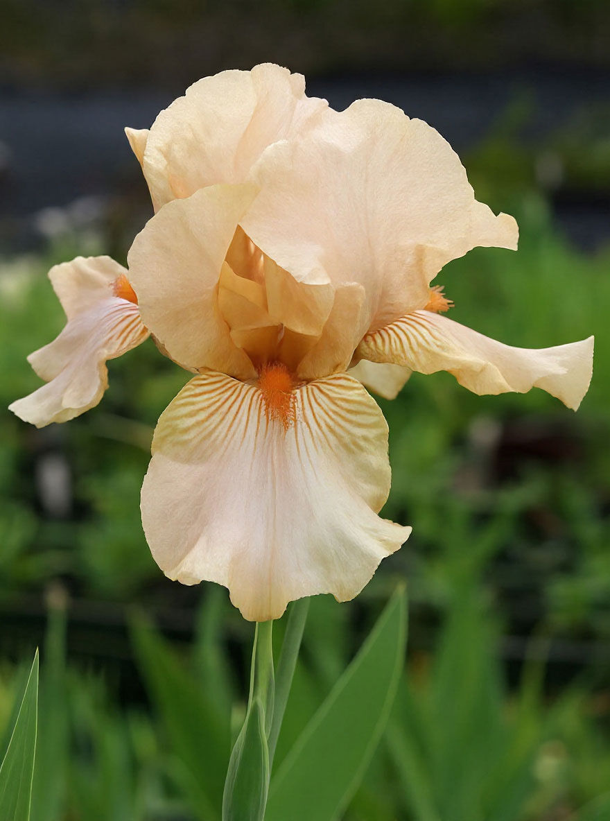 Mittelhohe Bart-Iris 'June Rose' kaufen