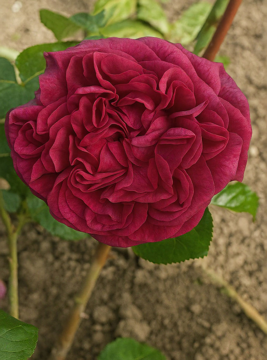 Englische Rose 'Sir John Betjeman' / Rosa 'Sir John Betjeman ®' kaufen