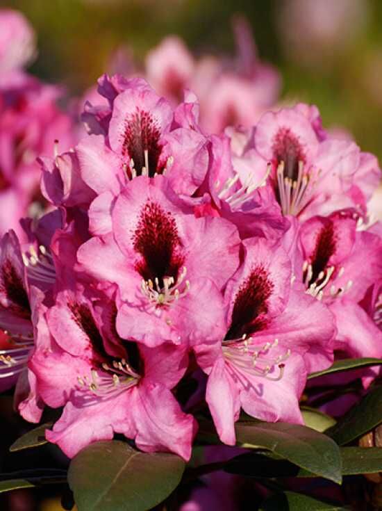 Rhododendron Hybride 'INKARHO Kokardia' kaufen