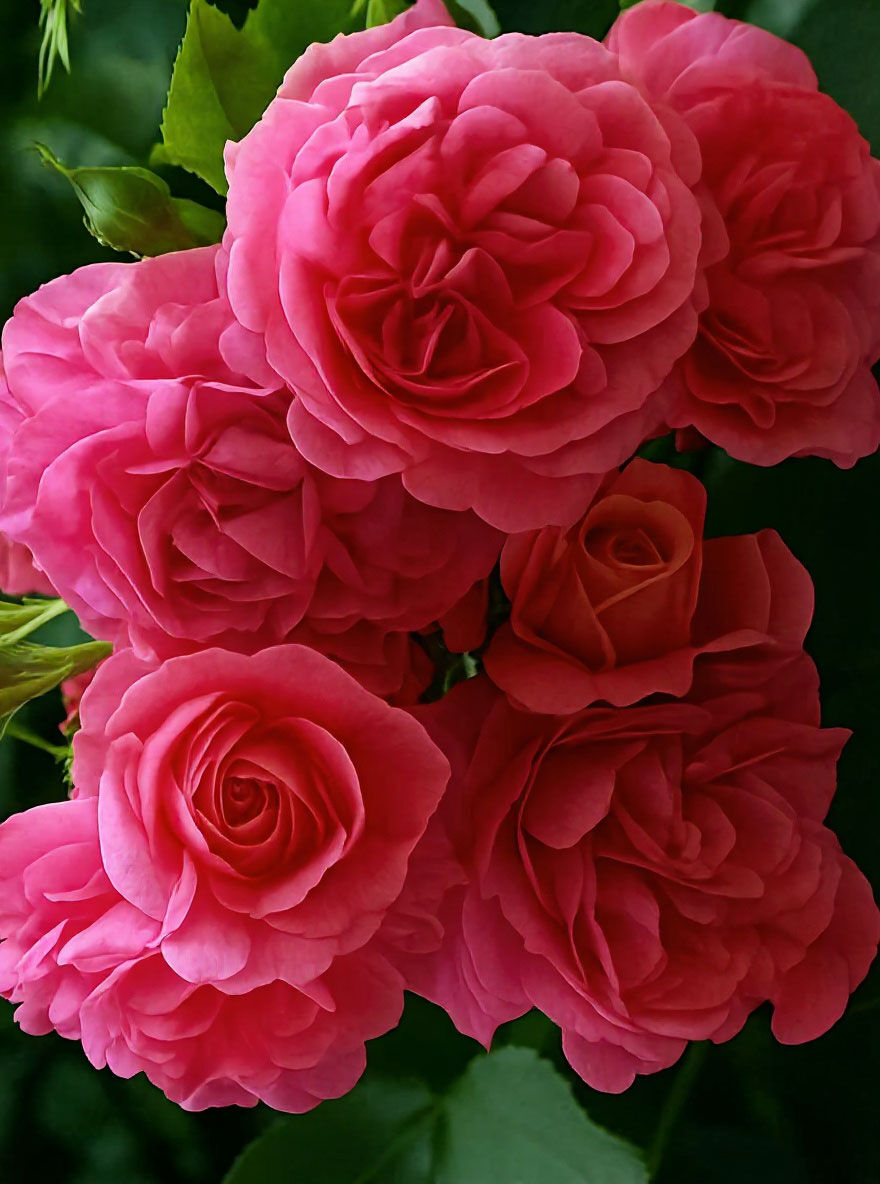 Stammrose 'Rosarium Uetersen' / Rosa 'Rosarium Uetersen ®' kaufen