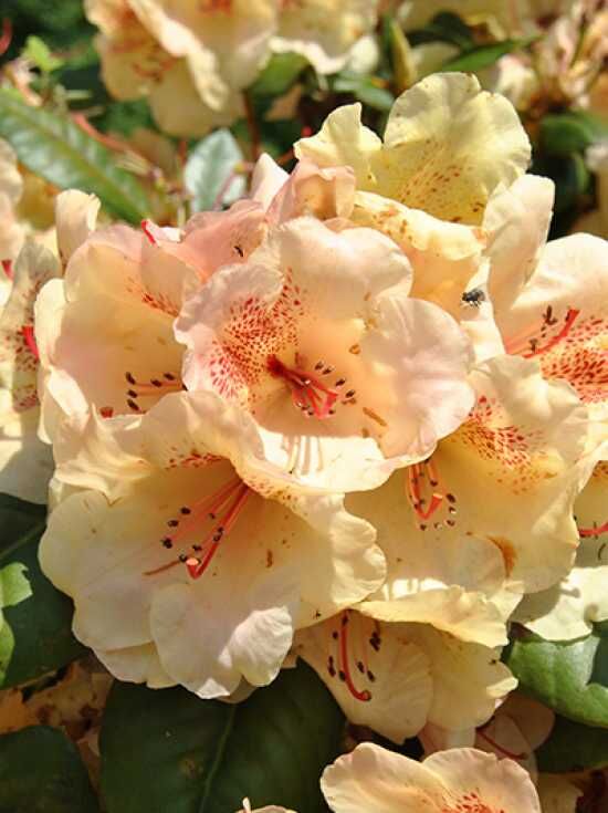 Rhododendron 'Viscy' / Rhododendron Hybride 'Viscy' kaufen