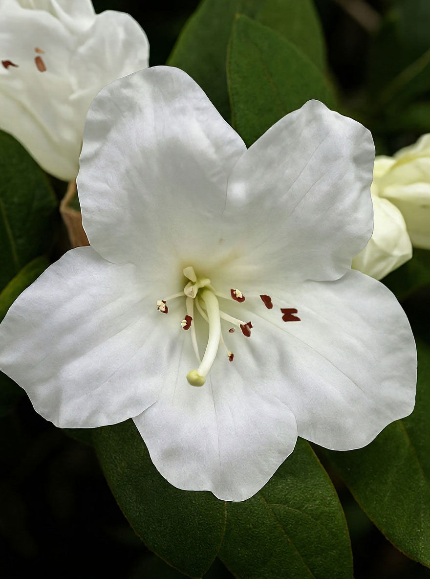 Rhododendron 'Snow Lady' / Rhododendron Hybride 'Snow Lady' kaufen
