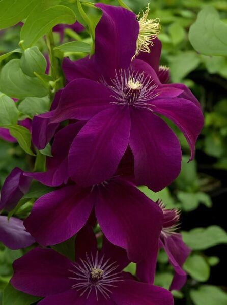 Waldrebe 'Huvi' / Clematis 'Huvi' kaufen