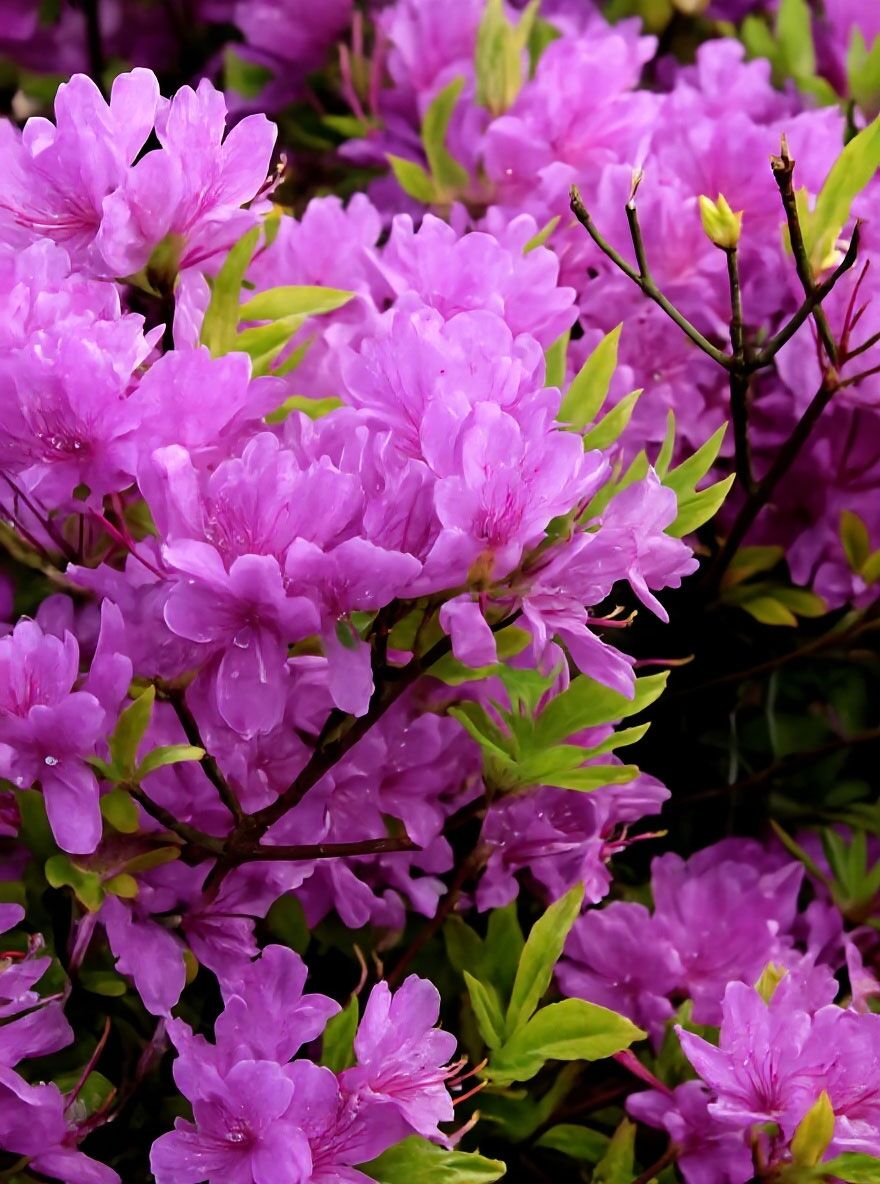 Laubabwerfende Azalee 'Fraseri' / Kanadische Azalee 'Fraseri' / Azalea ...