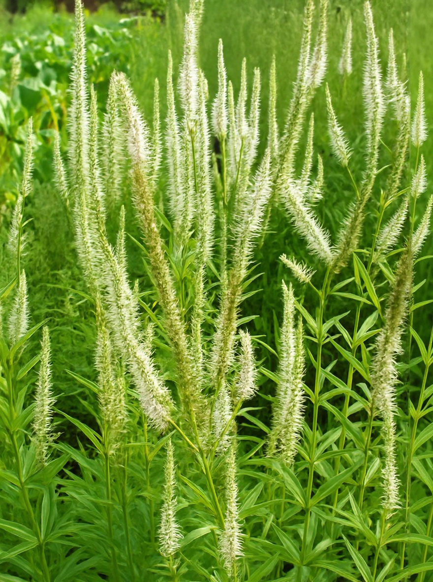 Veronicastrum Virginicum Alba