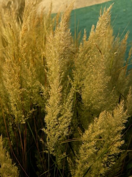 Wald-Reitgras / Calamagrostis arundinacea kaufen