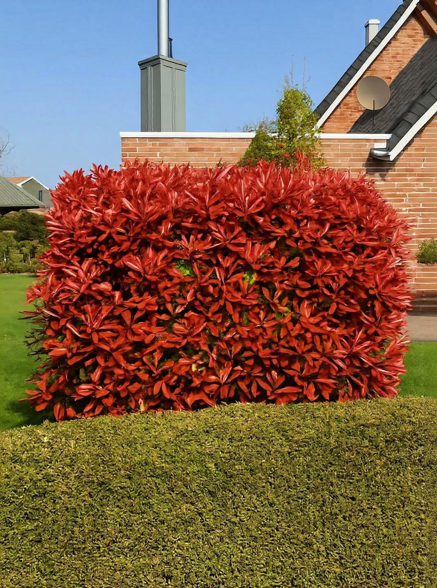 Glanzmispel 'Red Robin' / Photinia fraseri 'Red Robin' kaufen