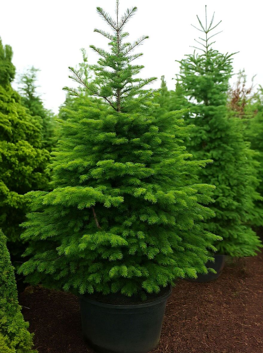 Delavays Tanne 'Green Giant' / Abies delavayi 'Green Giant' kaufen